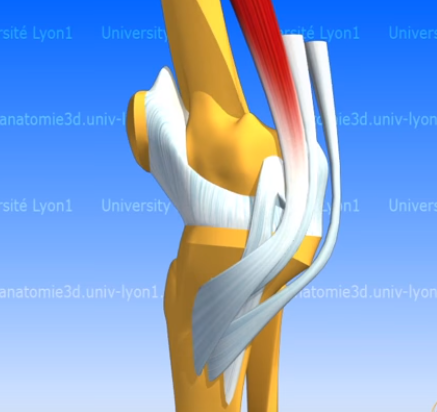 3D Anatomy Lyon: The sartorius and the muscles of the pes anserinus - video of 3D model ...